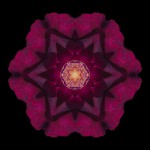 Blooming Flower Visualizations – Visualizing Birth