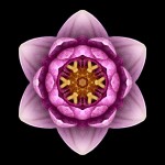 Blooming Flower Visualizations – Visualizing Birth