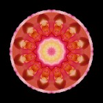 Blooming Flower Visualizations – Visualizing Birth