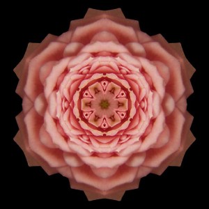 Blooming Flower Visualizations – Visualizing Birth