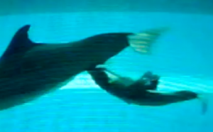 (Video) of a Dolphin Giving Birth – Visualizing Birth